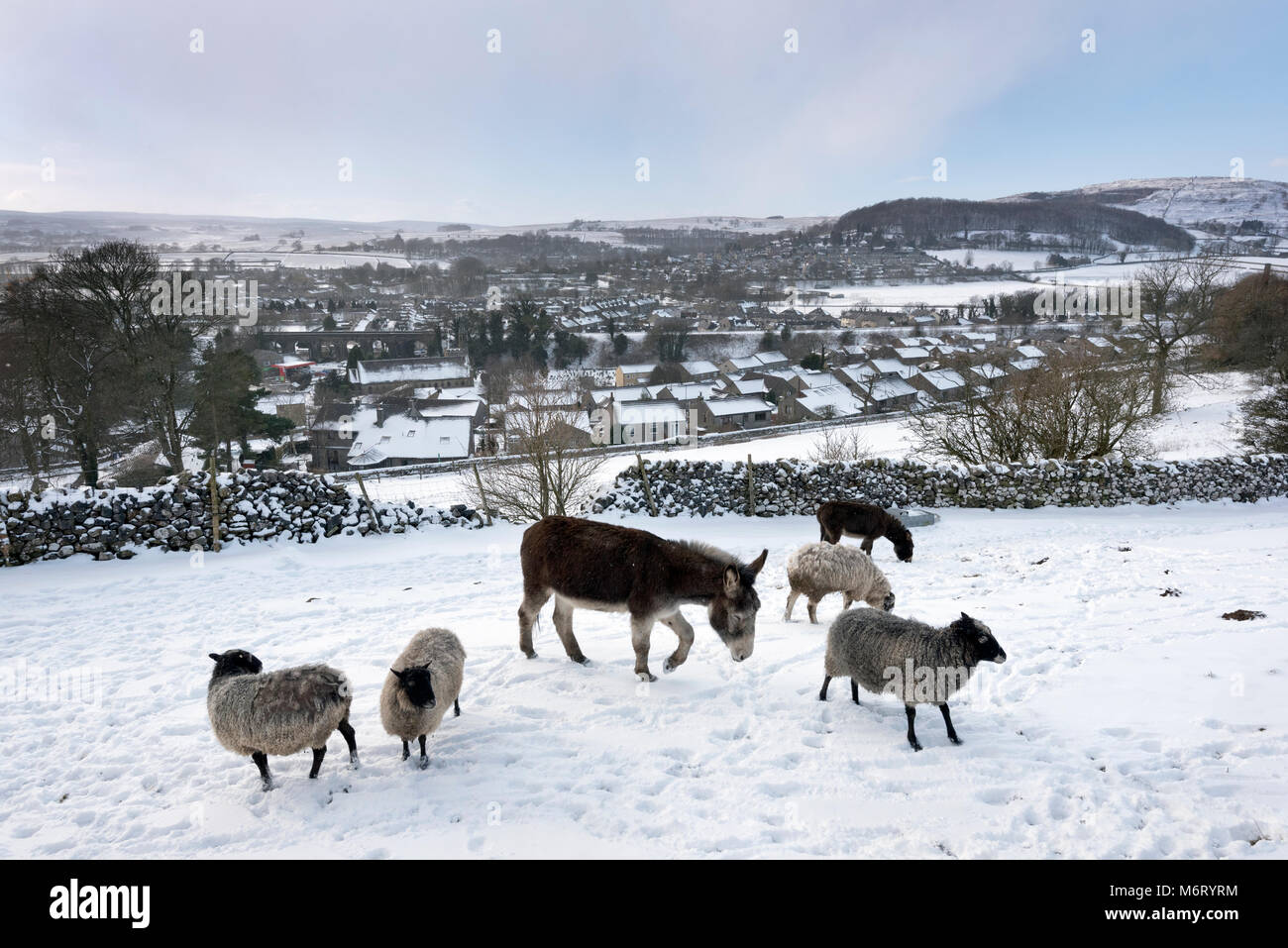 Donkey snow hi-res stock photography and images - Alamy