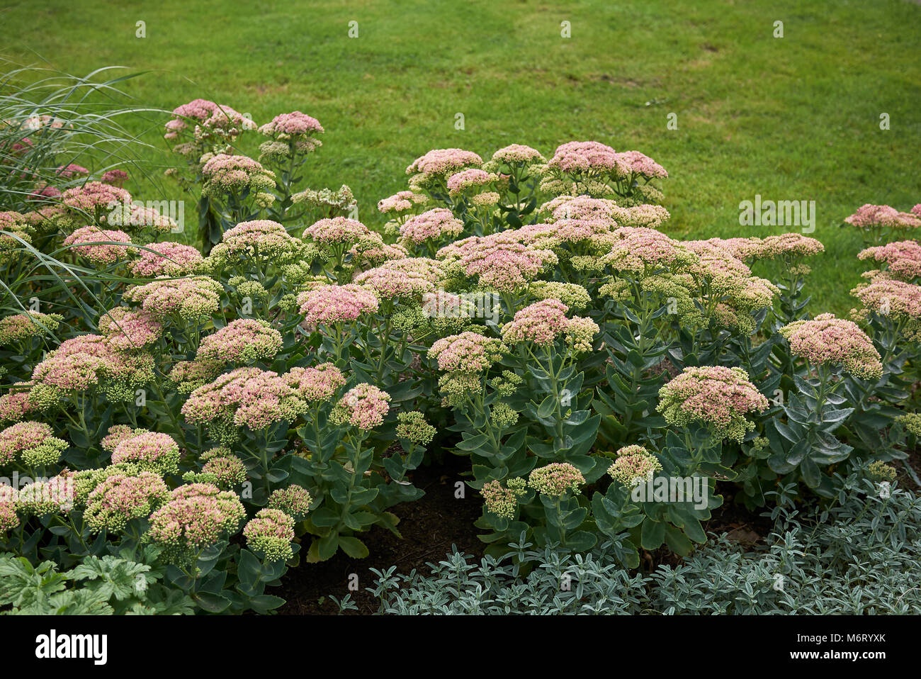 Live forever plant hi-res stock photography and images - Alamy