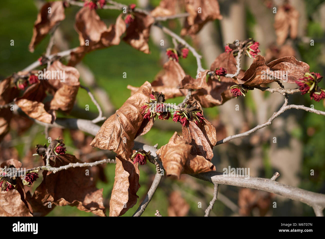 Parrotia persica tree hi-res stock photography and images - Alamy