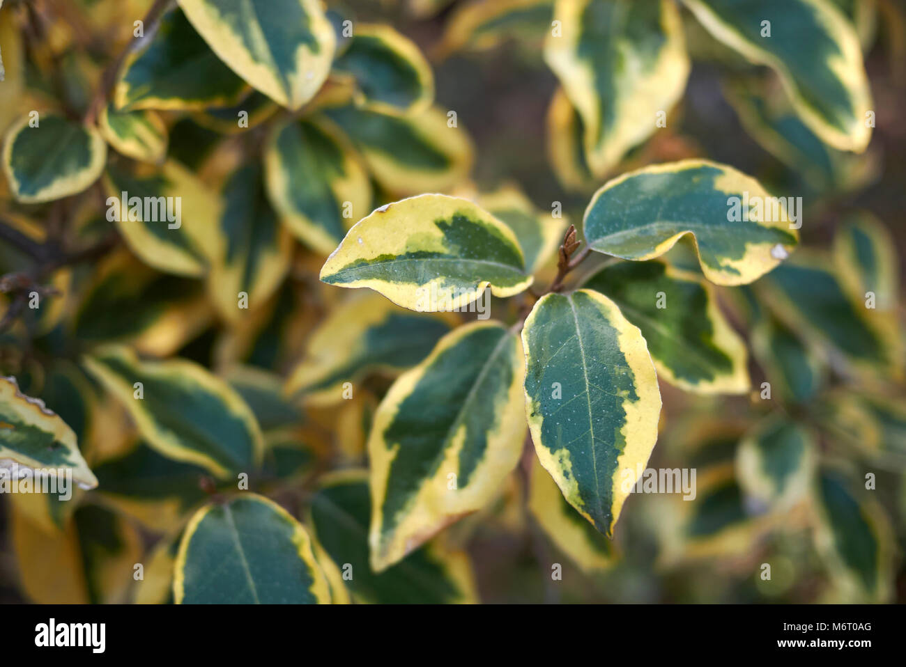 Elaeagnus pungens maculata branch Stock Photo - Alamy