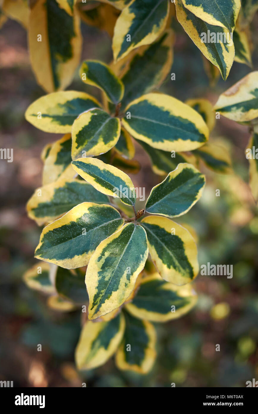 Elaeagnus pungens hi-res stock photography and images - Alamy
