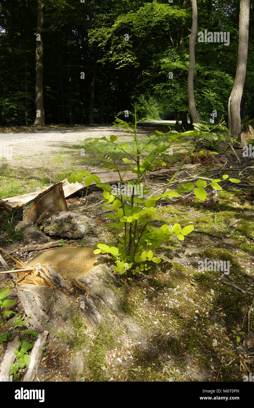 Felled tree in a forest, New growth Stock Photo - Alamy