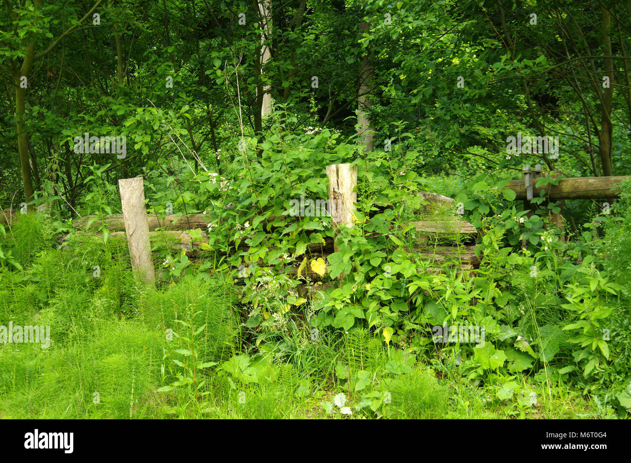 Overgrown wood stock Stock Photo - Alamy