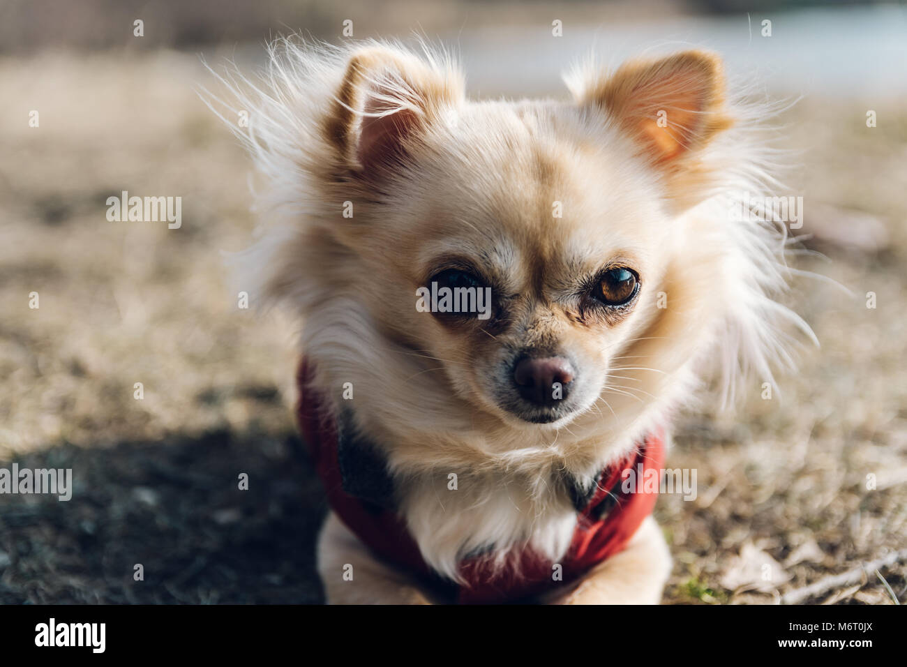 Adorable chihuahua dog lying on the ground in winter in nice red jacket ...