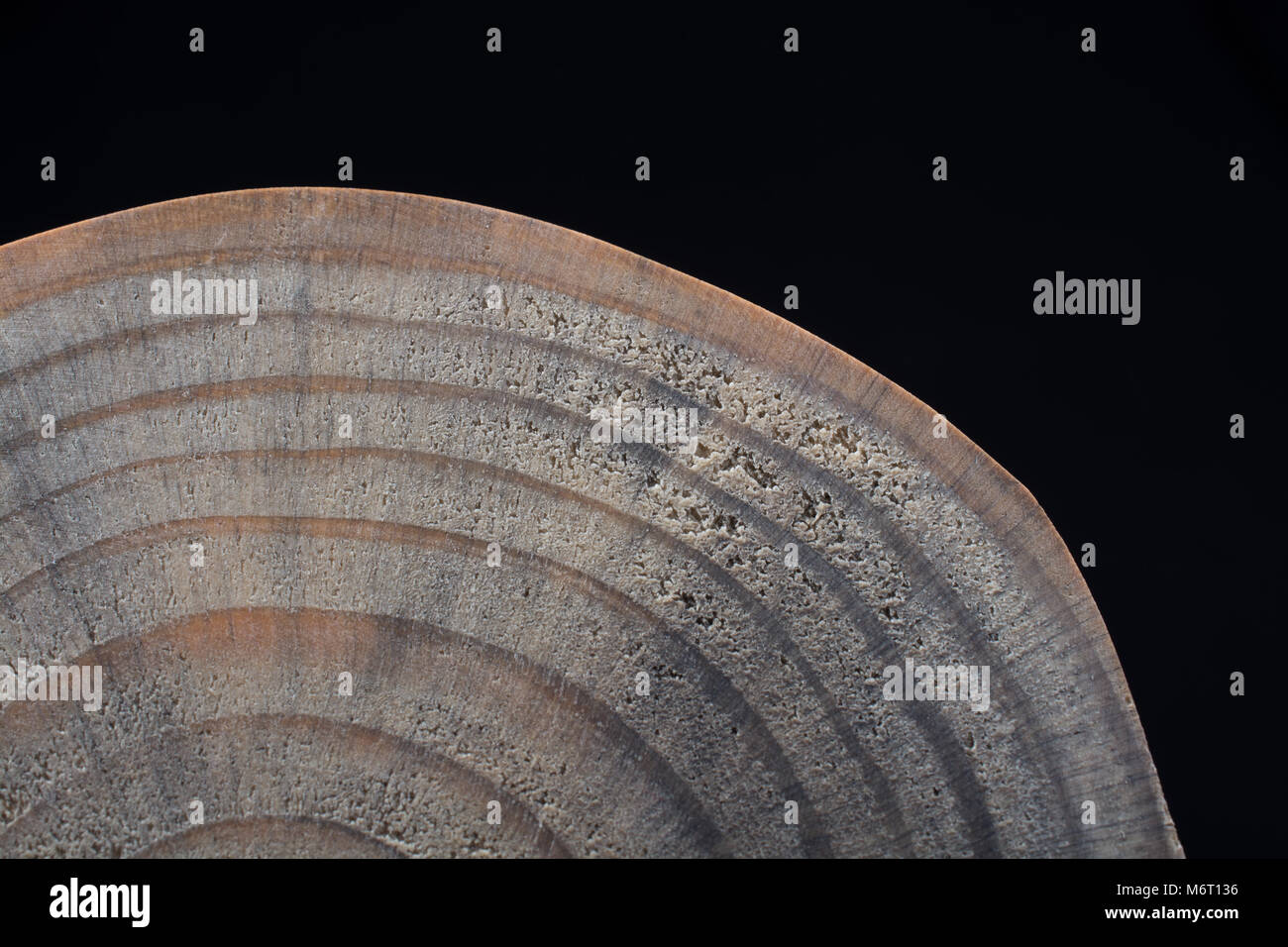 Piece of cut wood log texture as background Stock Photo - Alamy