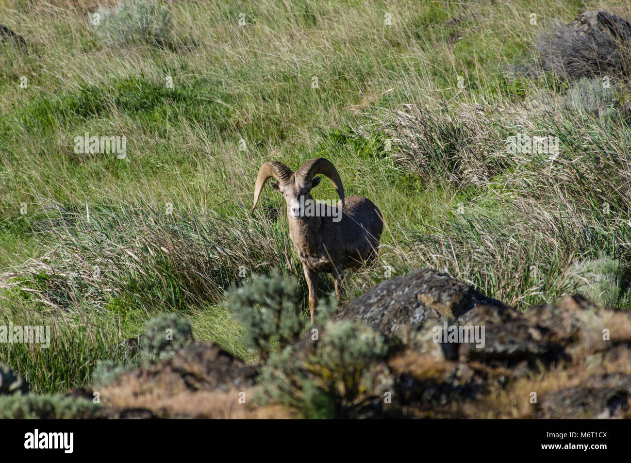 A herd wild bighorn sheep ovis canadensis hi-res stock photography and ...