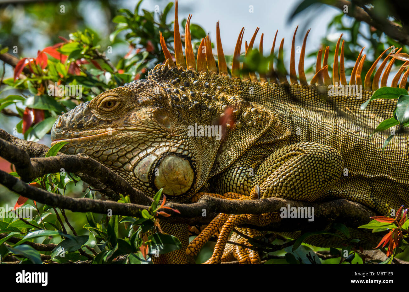 Green iguana iguana iguana male hi-res stock photography and images - Alamy