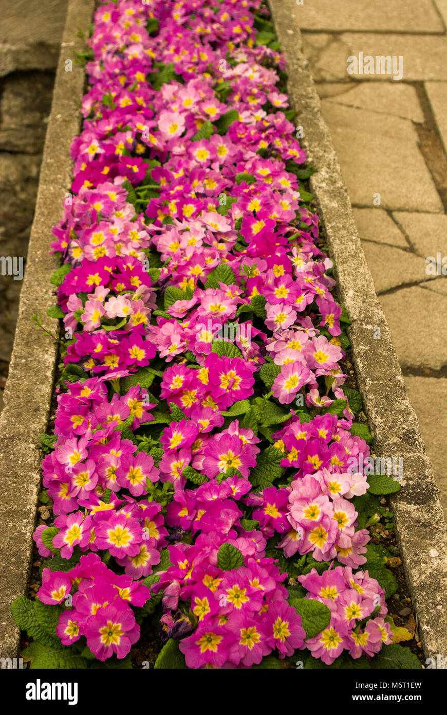 Beautiful colorful natural spring flowers in view Stock Photo - Alamy