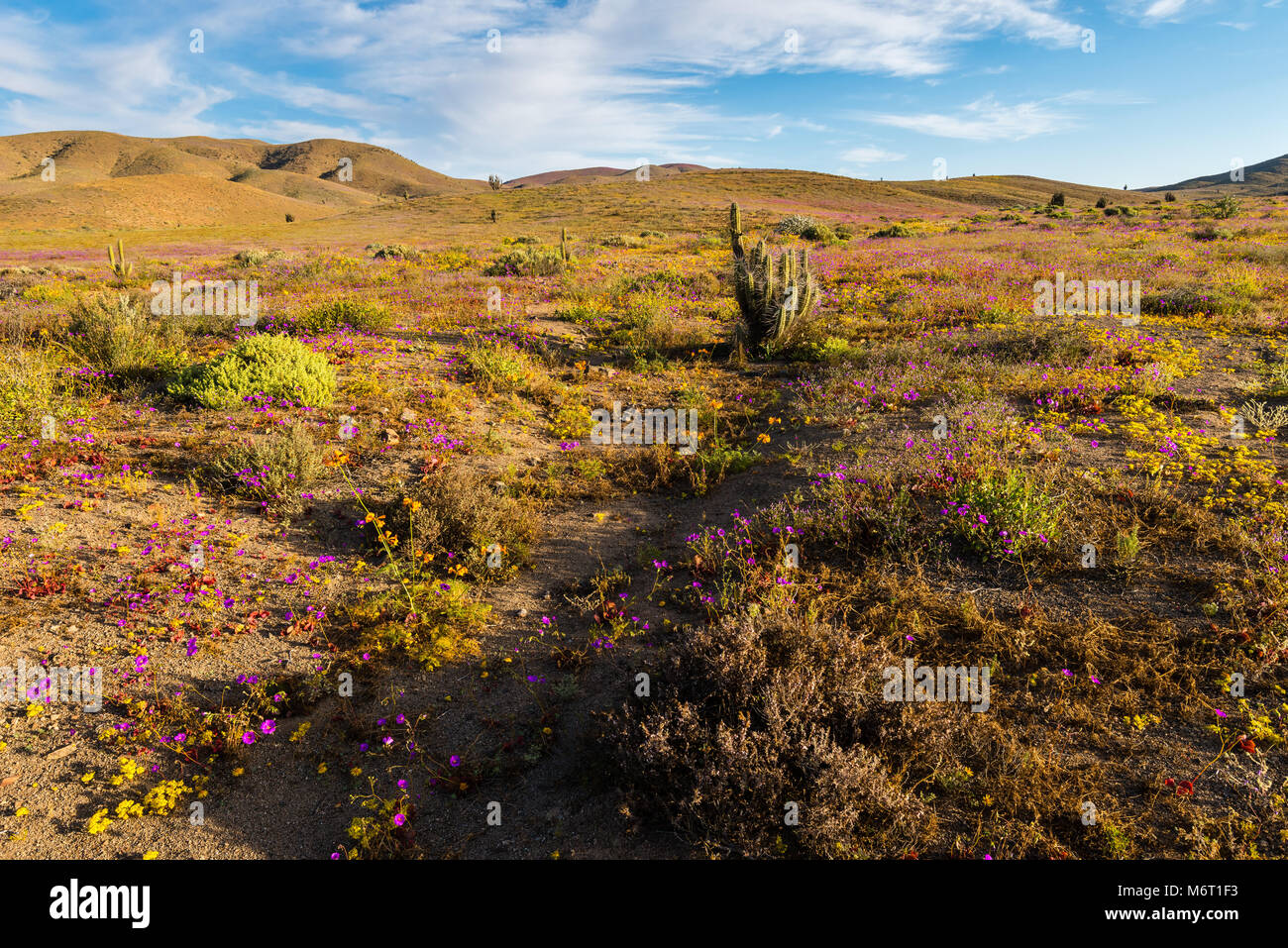 Chile desert blooming hi-res stock photography and images - Alamy
