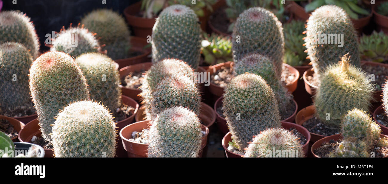 Little colorful cactus plant in a small pot Stock Photo - Alamy