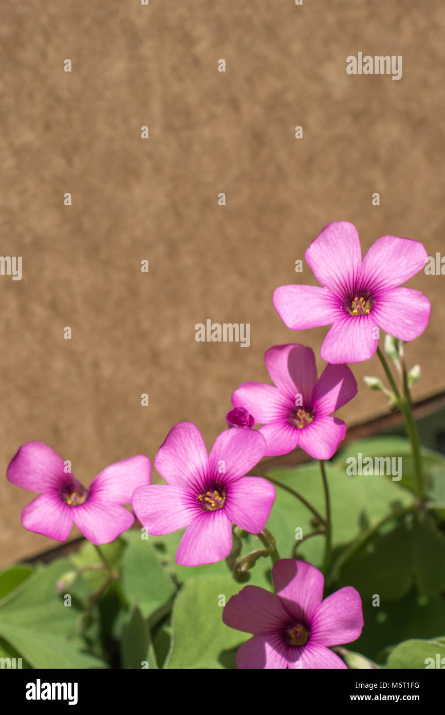 Beautiful colorful natural spring flowers in view Stock Photo - Alamy