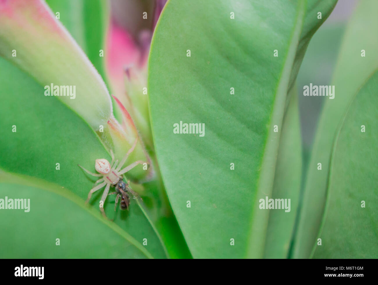 Spider grab hi-res stock photography and images - Alamy