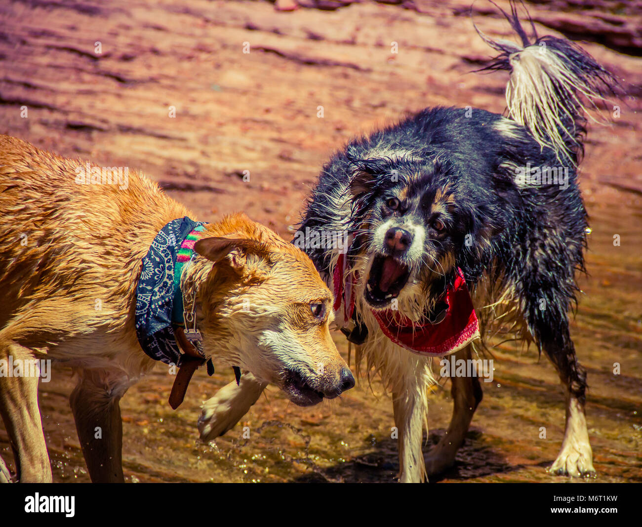 Two dogs playing Stock Photo - Alamy