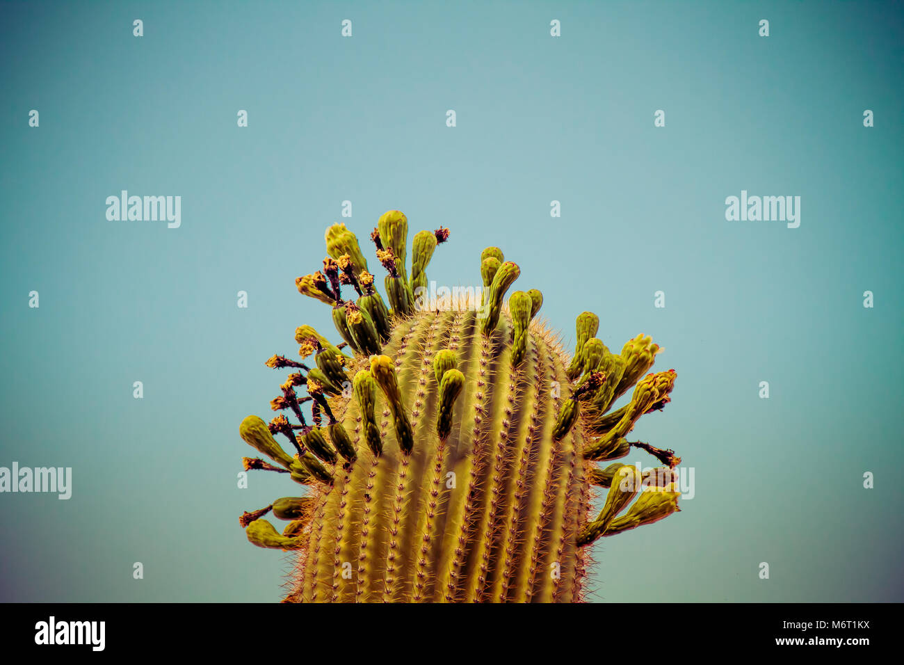 Saguaro top hi-res stock photography and images - Alamy