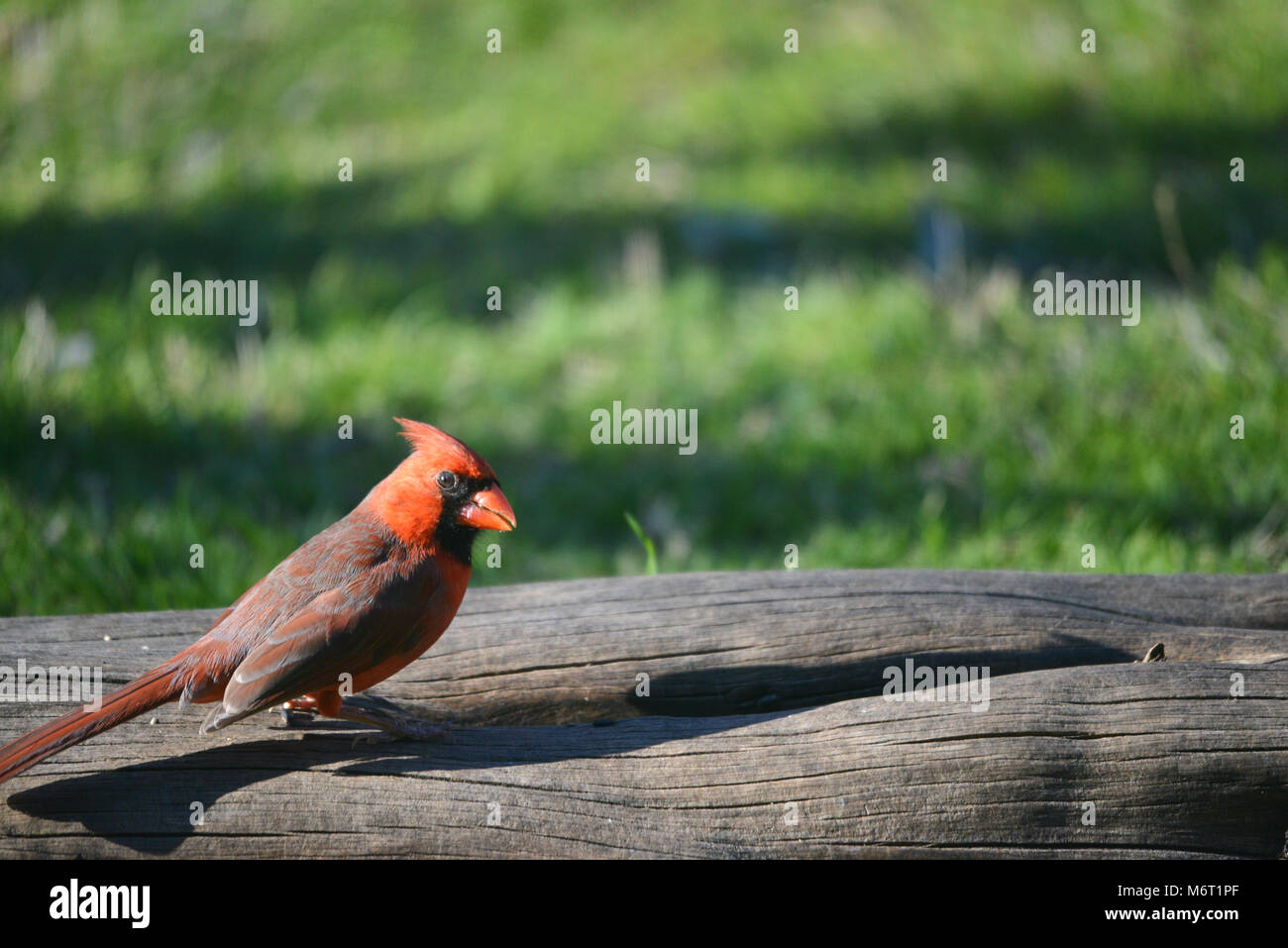 Male Cardinal of the Northern Cardinal family Stock Photo - Alamy