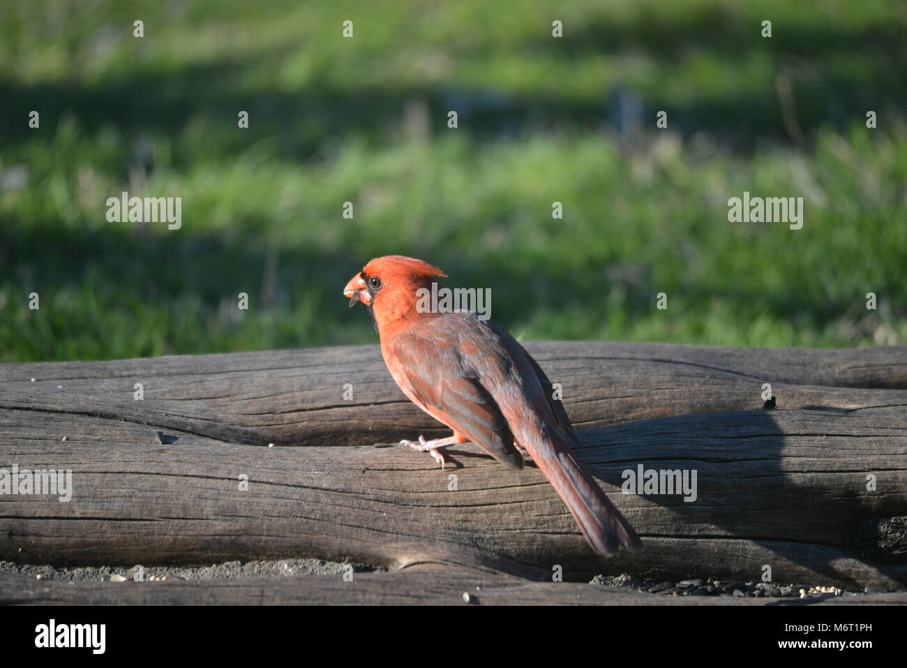 Male Cardinal of the Northern Cardinal family Stock Photo - Alamy