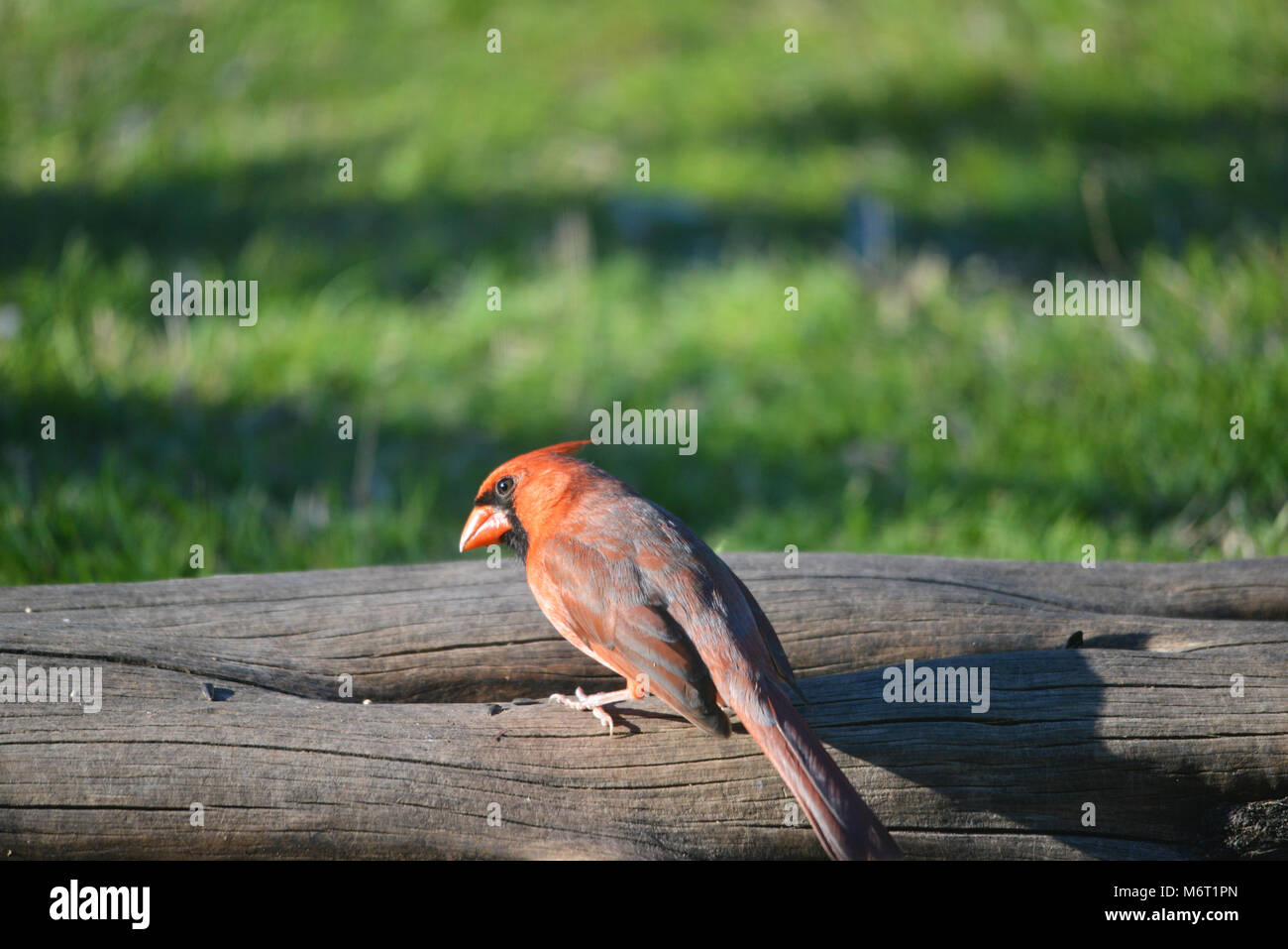 Male Cardinal of the Northern Cardinal family Stock Photo - Alamy