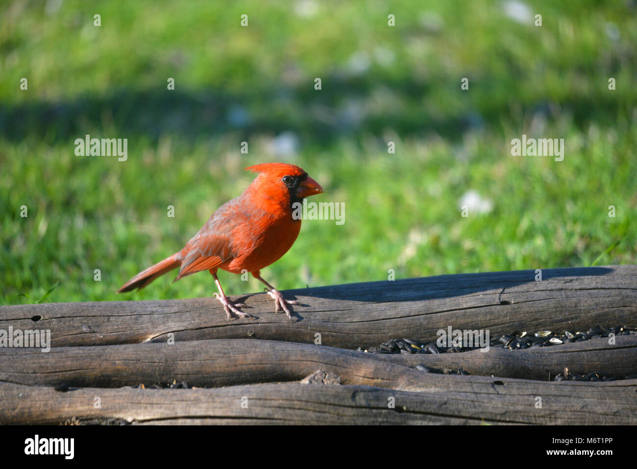 Male Cardinal of the Northern Cardinal family Stock Photo - Alamy