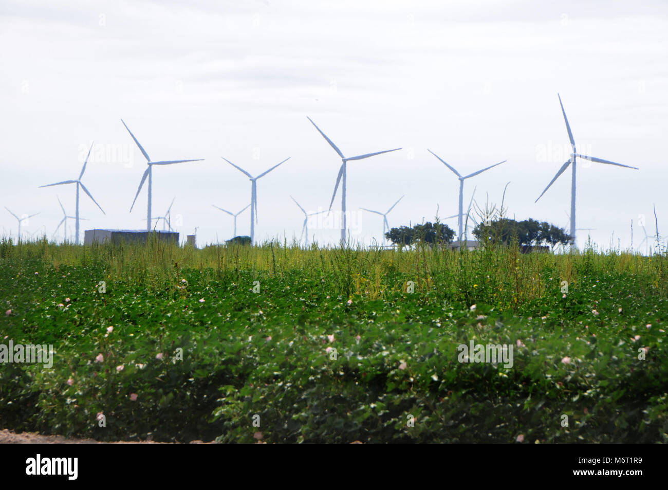 Wind power farm in West Texas Stock Photo - Alamy