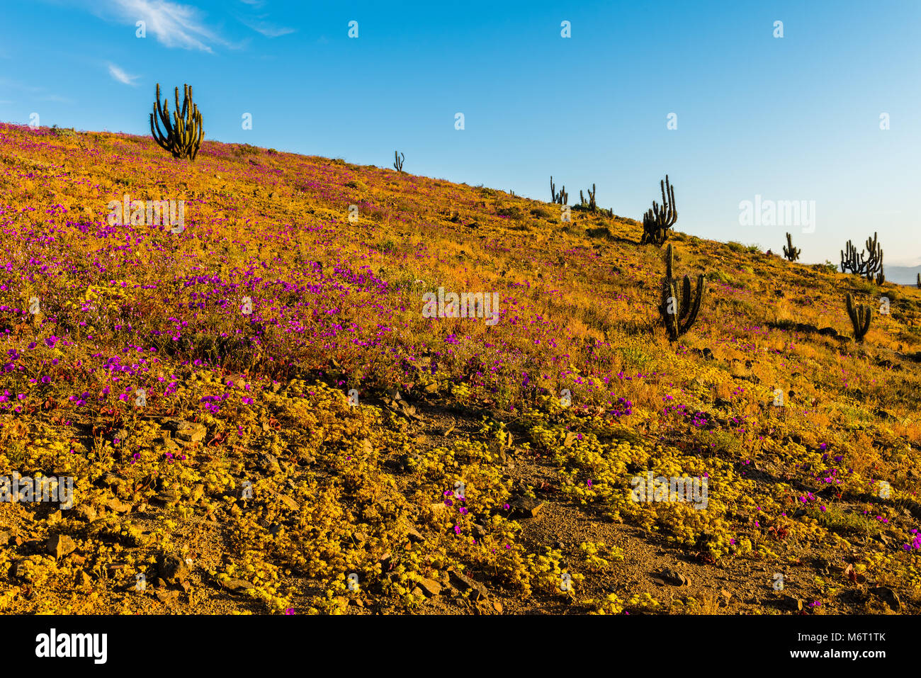 Blooming Desert Chile 2017 Stock Photo - Alamy