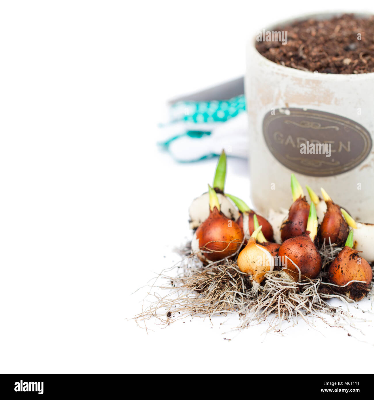 tulip bulbs ready for planting and flowerpot isolated Stock Photo - Alamy
