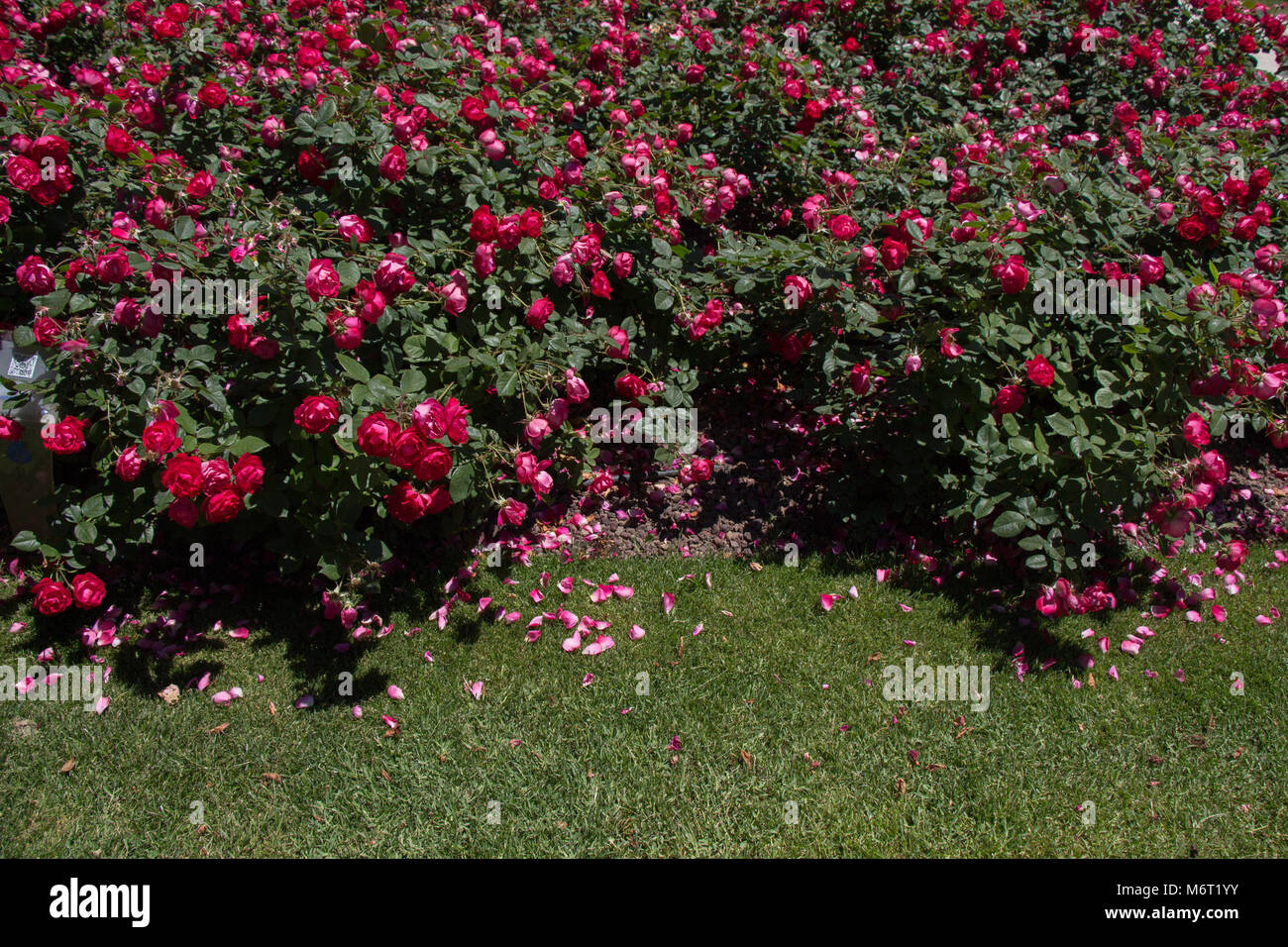 Blooming beautiful colorful roses in the garden background Stock Photo ...