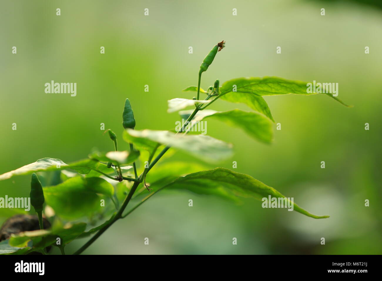 nature life, kerala nature Stock Photo - Alamy
