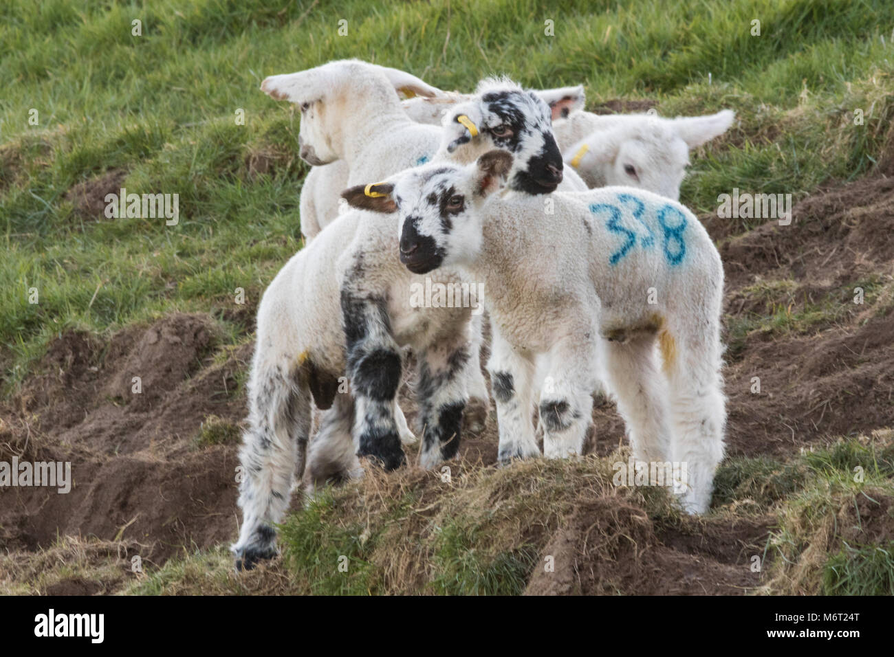 Welsh lambs hi-res stock photography and images - Alamy