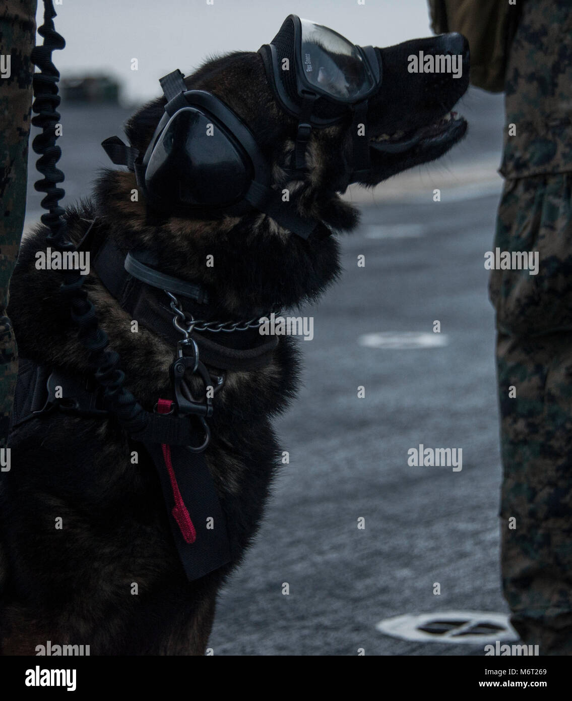 Military working dog unit hi-res stock photography and images - Alamy