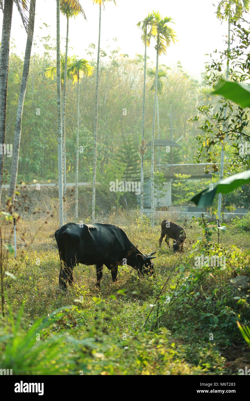 nature life, kerala nature Stock Photo - Alamy