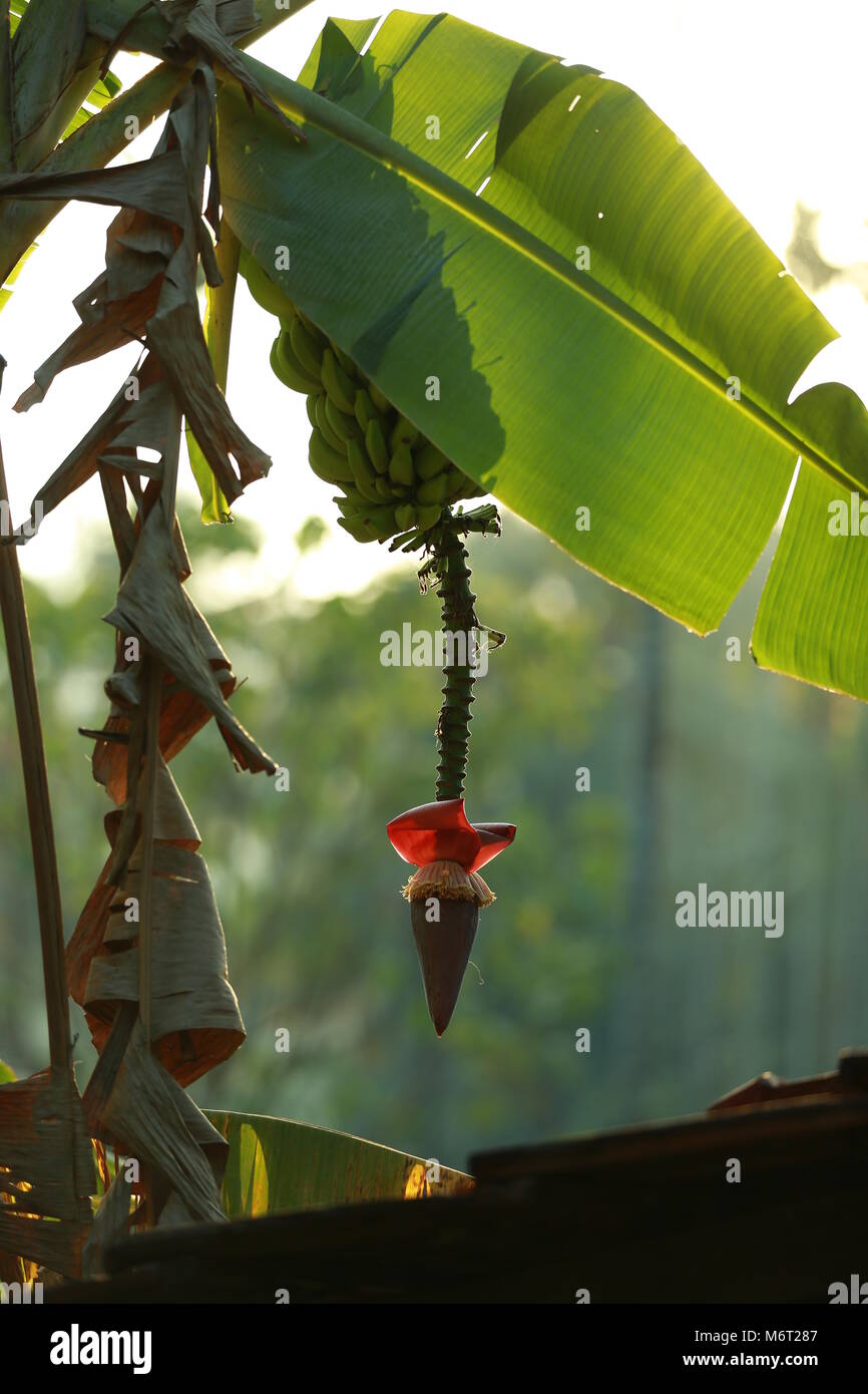 nature life, kerala nature Stock Photo - Alamy