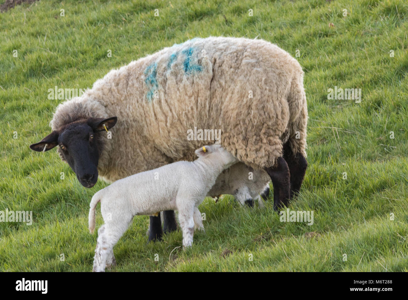 Newly born Welsh spring lambs feeding from a ewe Stock Photo - Alamy