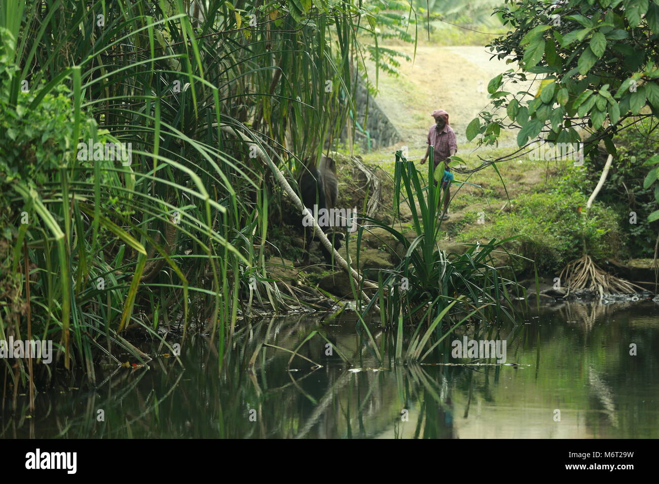 nature life, kerala nature Stock Photo - Alamy