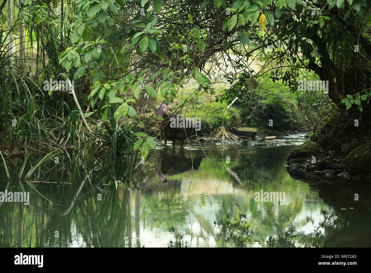 nature life, kerala nature Stock Photo - Alamy