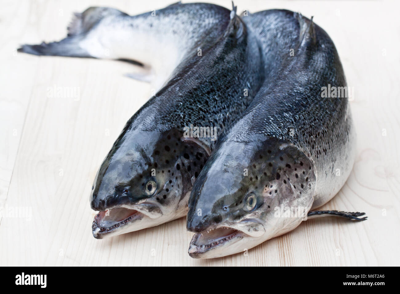 Silver salmons hi-res stock photography and images - Alamy