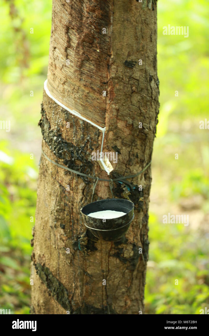 nature life, kerala nature Stock Photo - Alamy