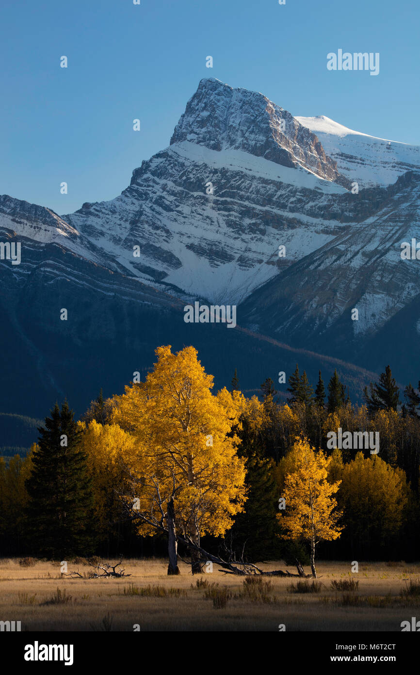 Golden aspen hi-res stock photography and images - Alamy