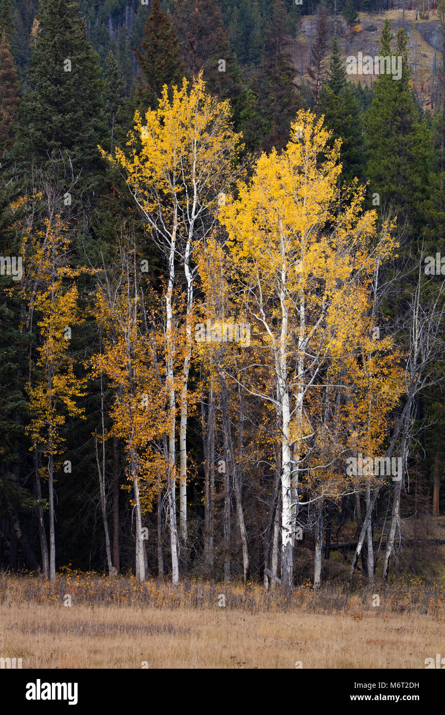 Aspen trees in fall, Banff National Park, Alberta, Canada Stock Photo ...