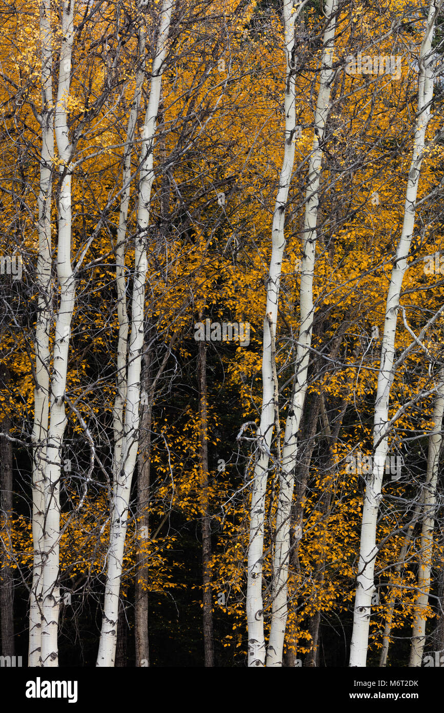 Aspen banff national park hi-res stock photography and images - Alamy