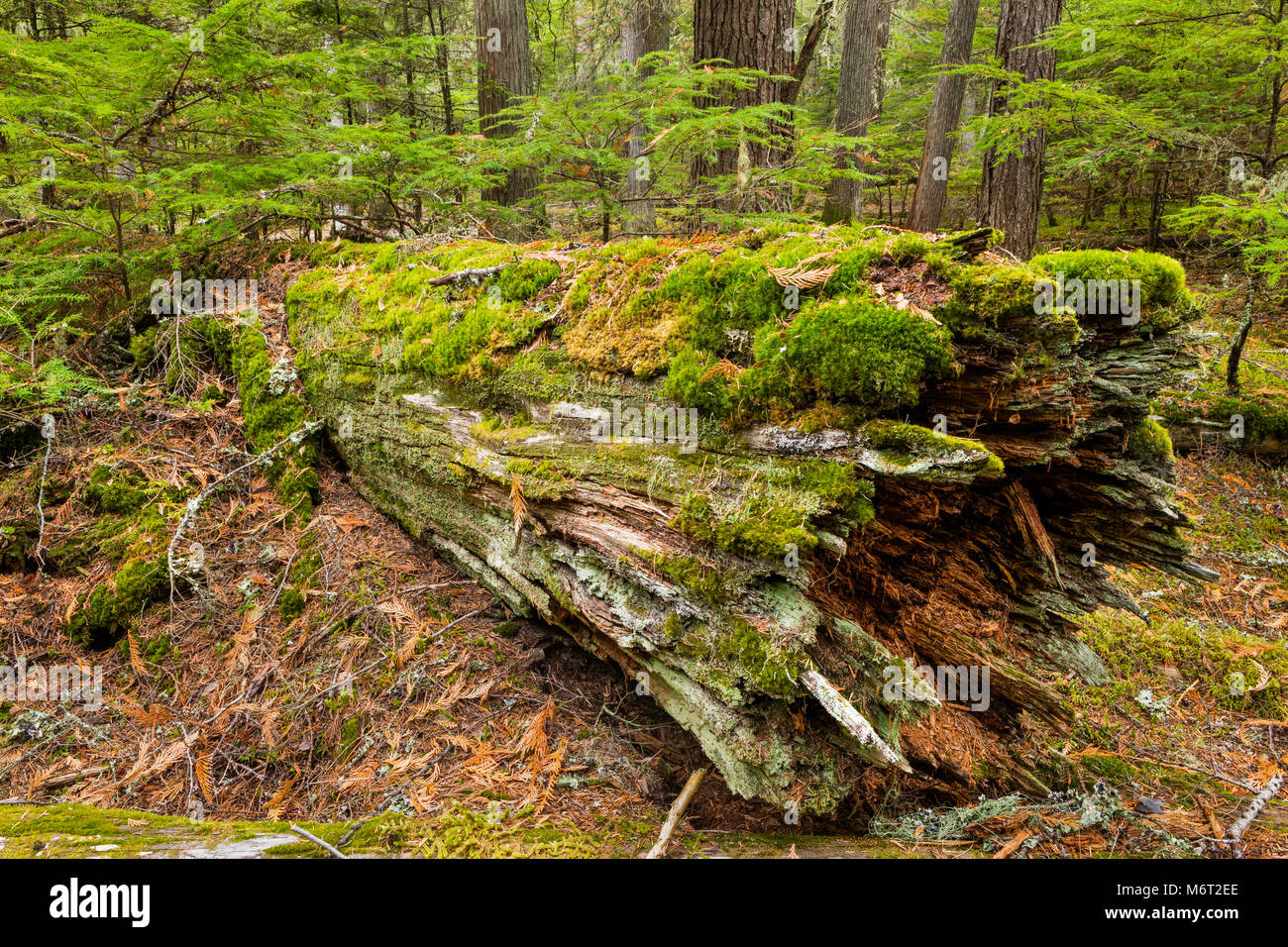 Fallen log hi-res stock photography and images - Alamy
