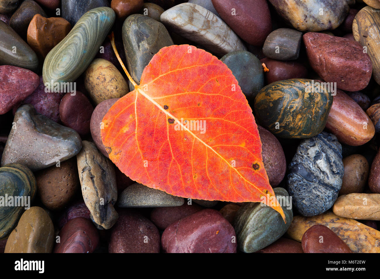 Red aspen leaf on colorful rocks on the shore of Lake McDonald, Glacier ...