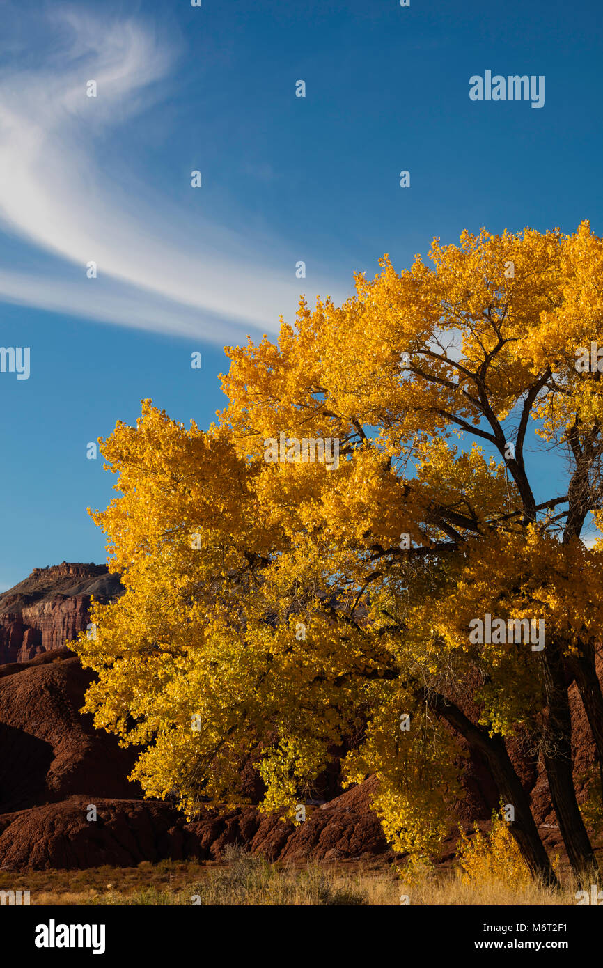 Cottonwood tree in the fall, Capitol Reef National Park, Utah Stock ...