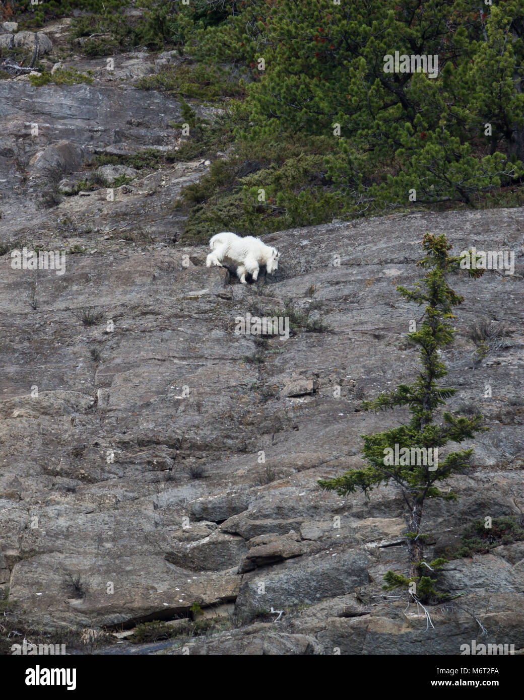 Mountain Goat moving along edge of cliff face Stock Photo - Alamy