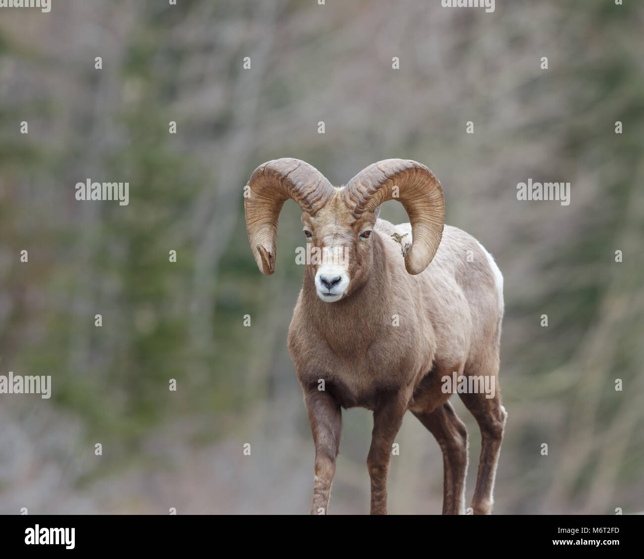Mountain sheep on forest background Stock Photo - Alamy