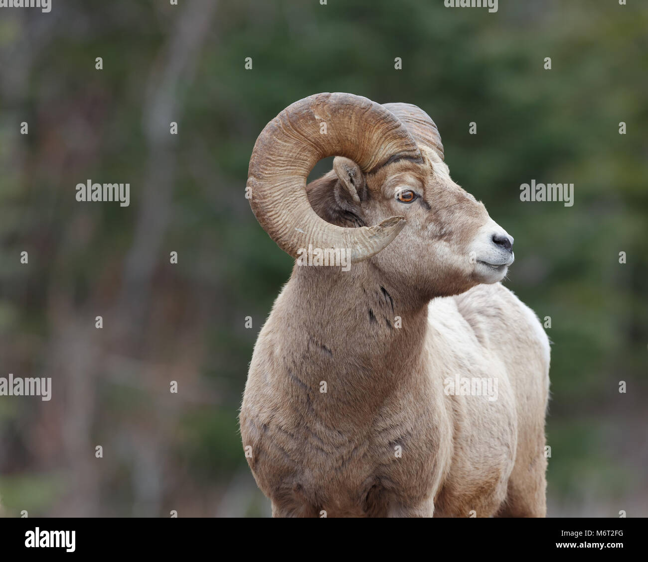 Rocky mountain sheep hi-res stock photography and images - Alamy