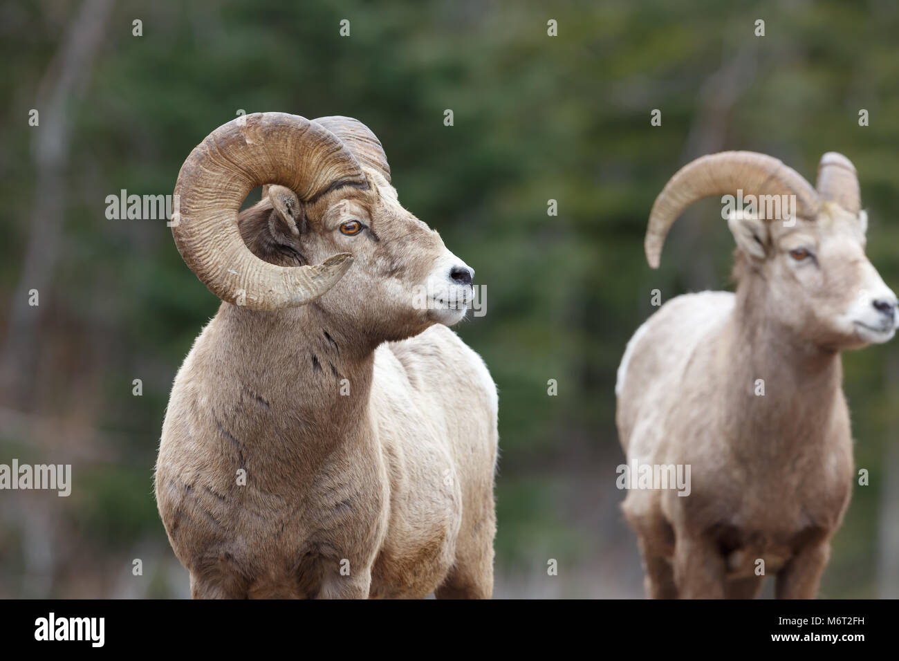 Mature mountain sheep rams with forrest background Stock Photo - Alamy