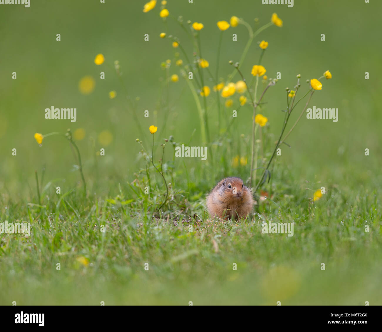 Richardsons ground squirrel with yellow flowers on grass Stock Photo ...