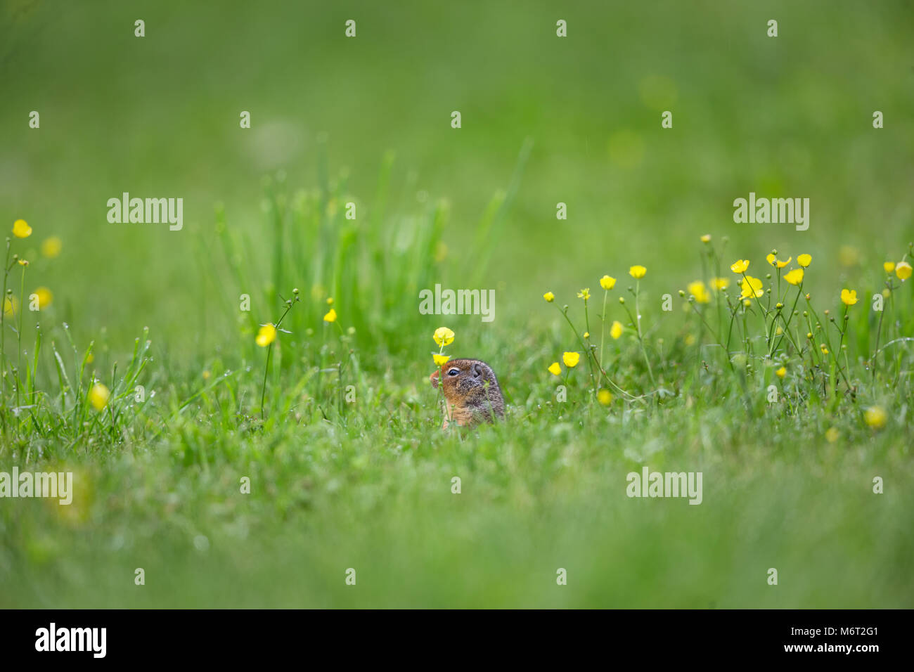 Richardsons ground squirrel with yellow flowers on grass Stock Photo ...