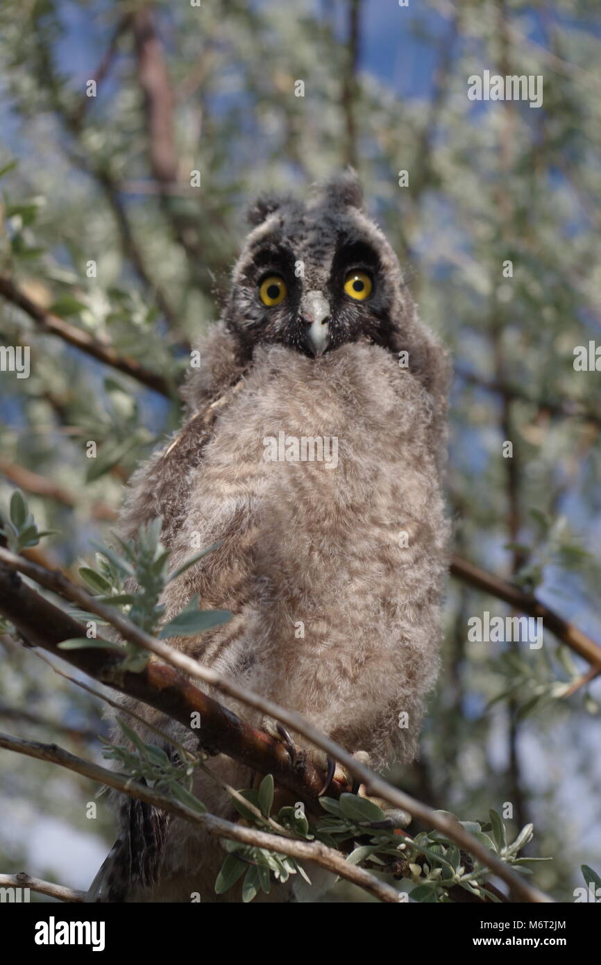 Asio otus long eared owl nest hi-res stock photography and images - Alamy