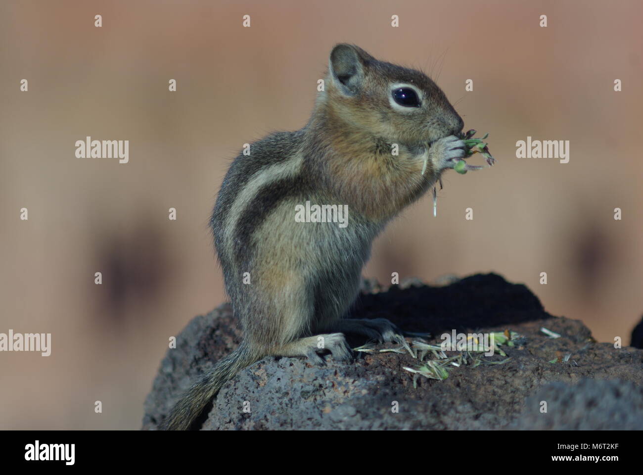 Chow time hi-res stock photography and images - Alamy